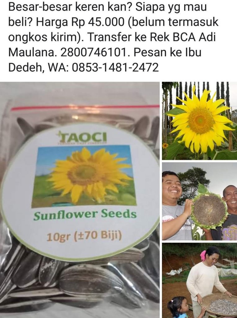 Jual Bibit Bunga Matahari (Sunflowers) – Odesa Indonesia