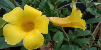 Bunga Alamanda, Eksotika Dan Manfaatnya - Odesa Indonesia