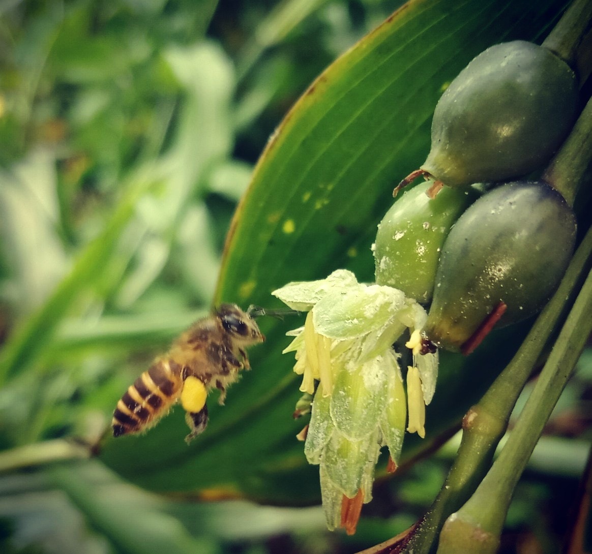 Budidaya Hanjeli, Sebuah Strategi Kebudayaan - ODESA INDONESIA
