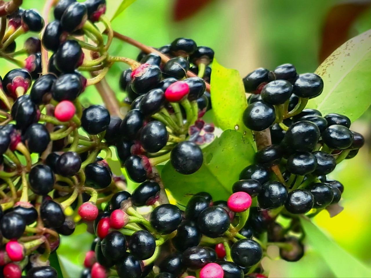 4 Manfaat Buah Lempeni Untuk Kesehatan - Odesa Indonesia