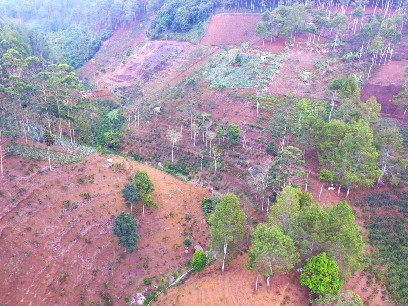 Lindungi Hutan Dari Kerusakan Dengan Donasi Pohon Buah