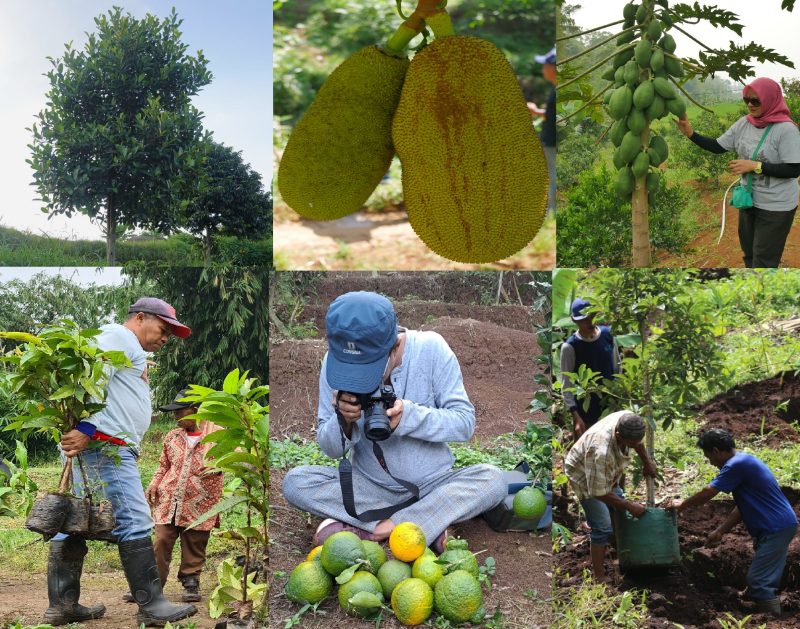 Memajukan Pertanian Indonesia Dengan Menanam Buah-Buahan