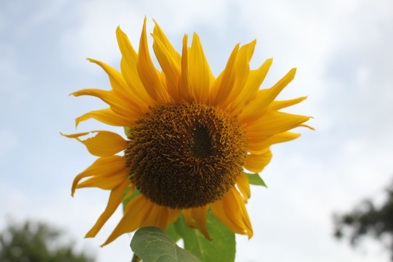 5 Manfaat Bunga Matahari Untuk Memajukan Pertanian Di Indonesia - Odesa ...