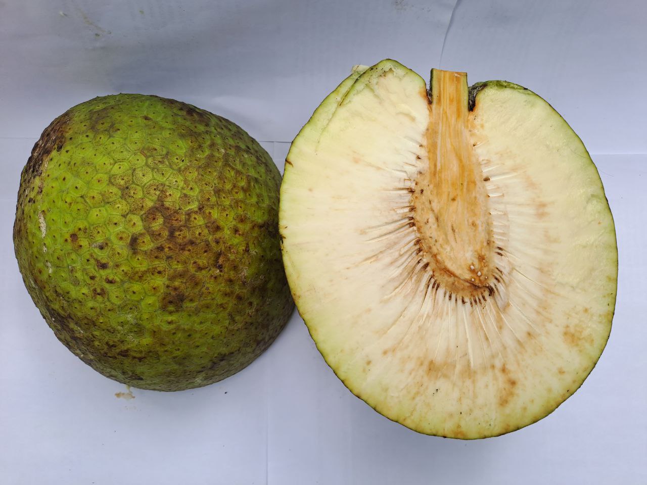 Pengolahan Buah Sukun, Solusi Tingkatkan Ketahanan Pangan - Odesa Indonesia